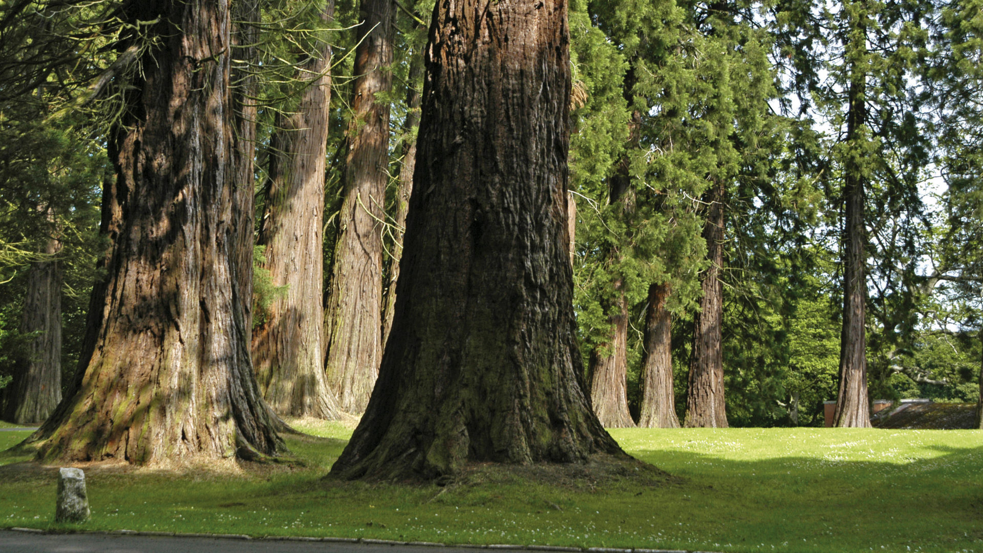 Remembering the life of Fr. Tim Cullen CP – Passionist Life